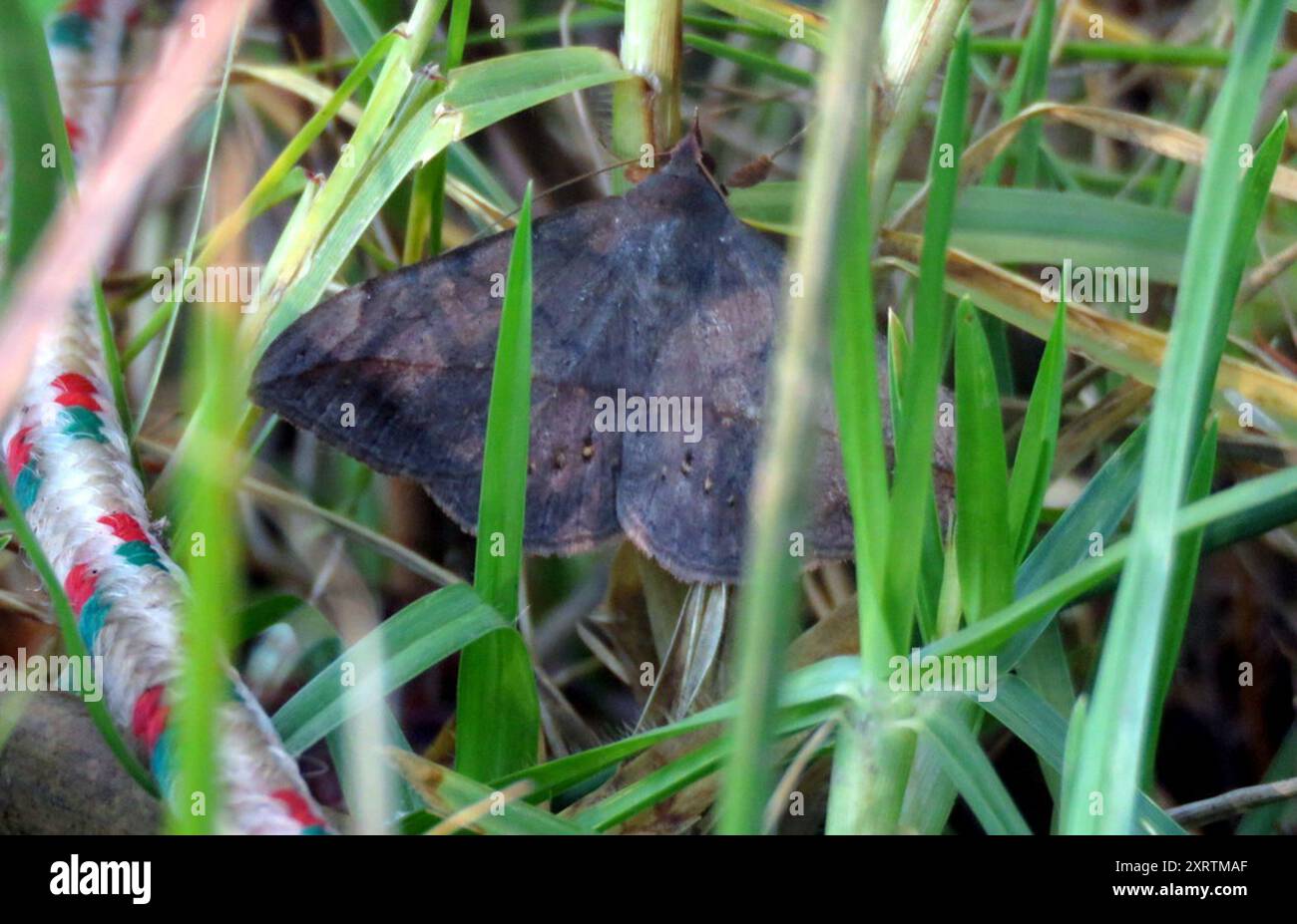 Velvetbean Caterpillar Moth (Anticarsia gemmatalis) Insecta Stock Photo ...