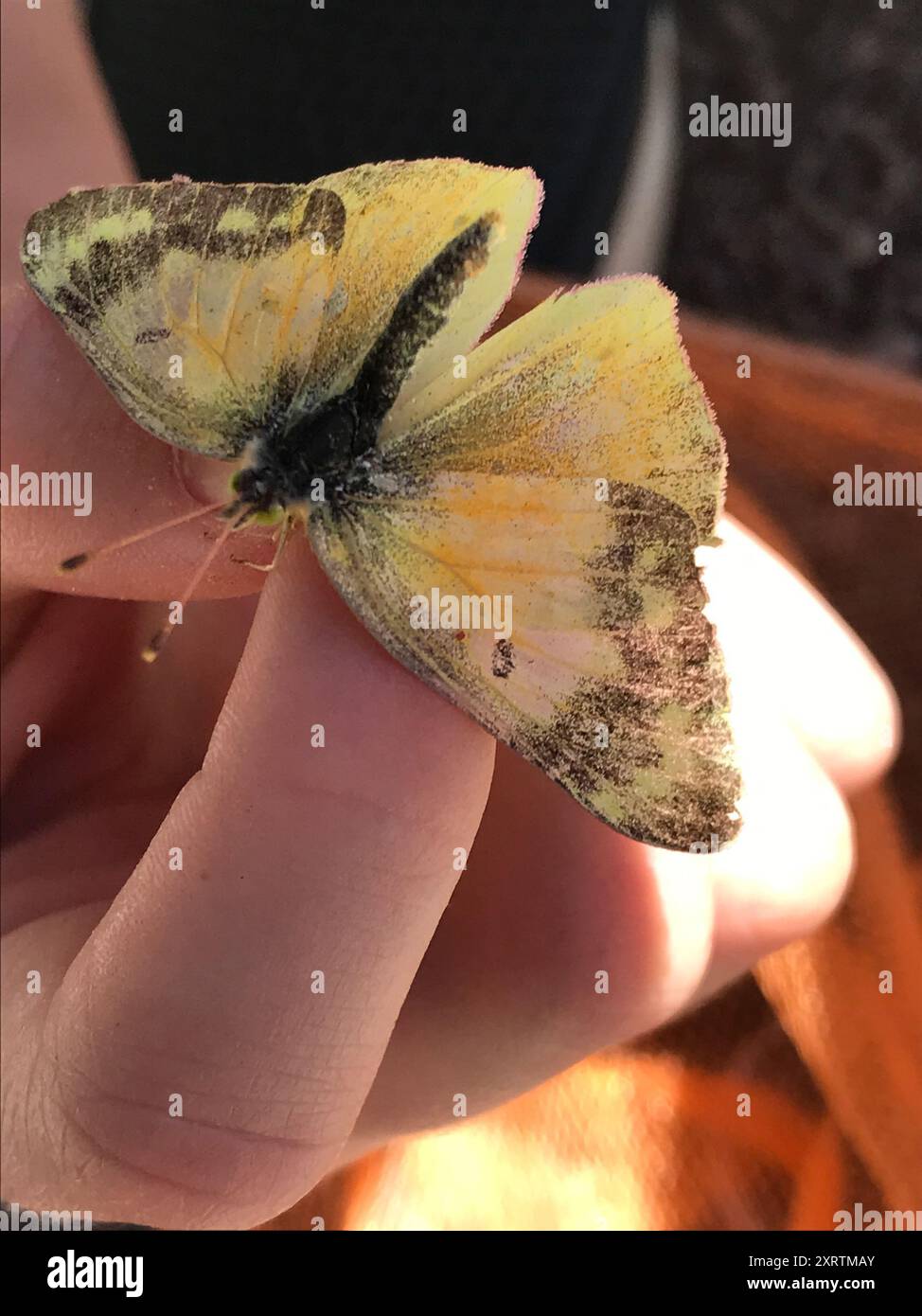 Orange Sulphur (Colias eurytheme) Insecta Stock Photo - Alamy