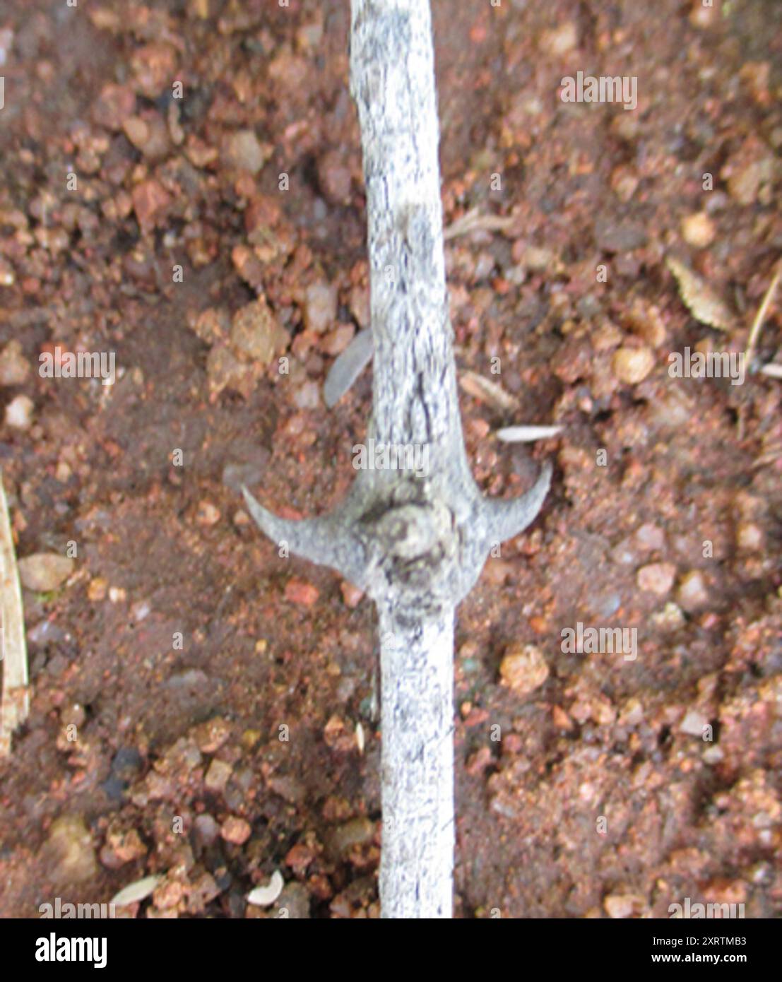 Blue Thorn (Senegalia erubescens) Plantae Stock Photo - Alamy