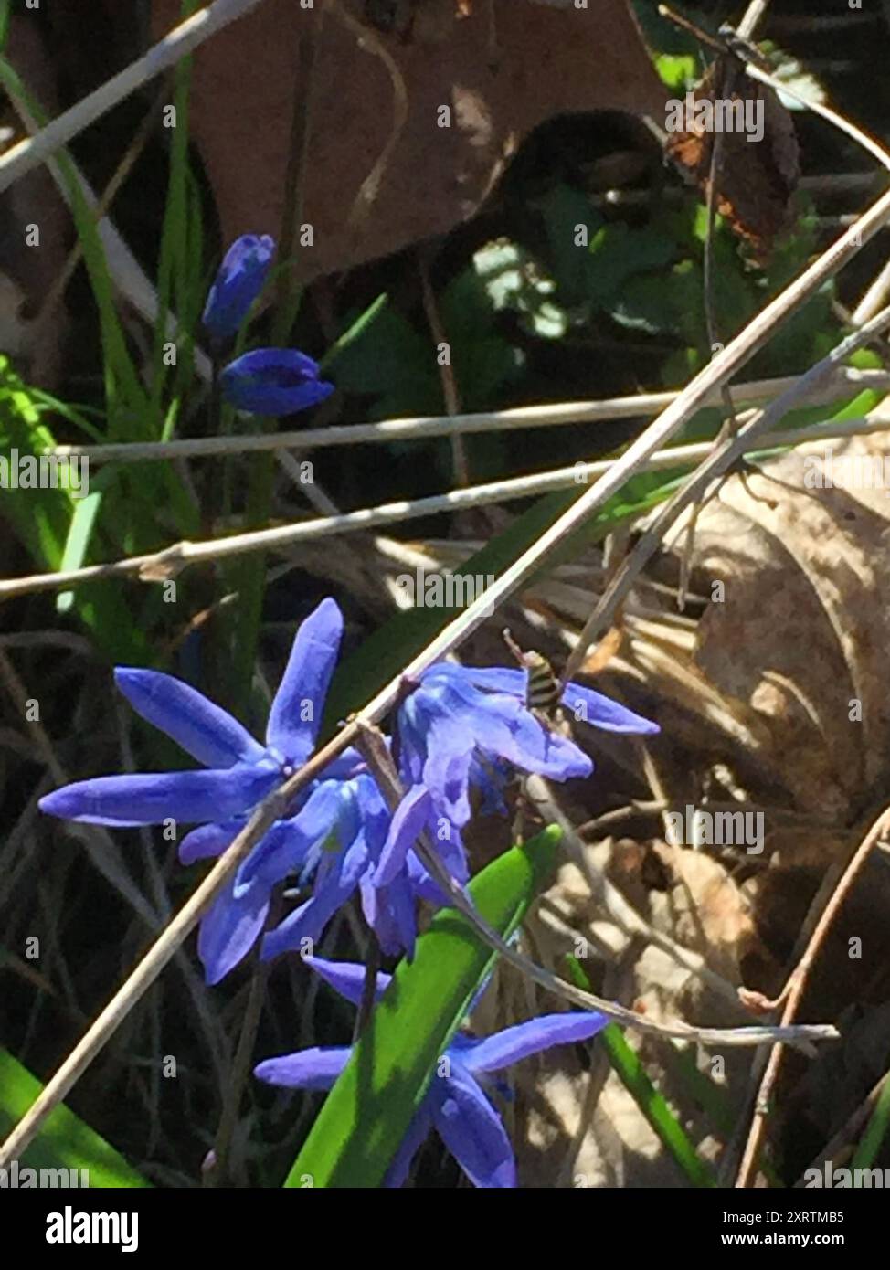 Nomad Bees (Nomada) Insecta Stock Photo - Alamy