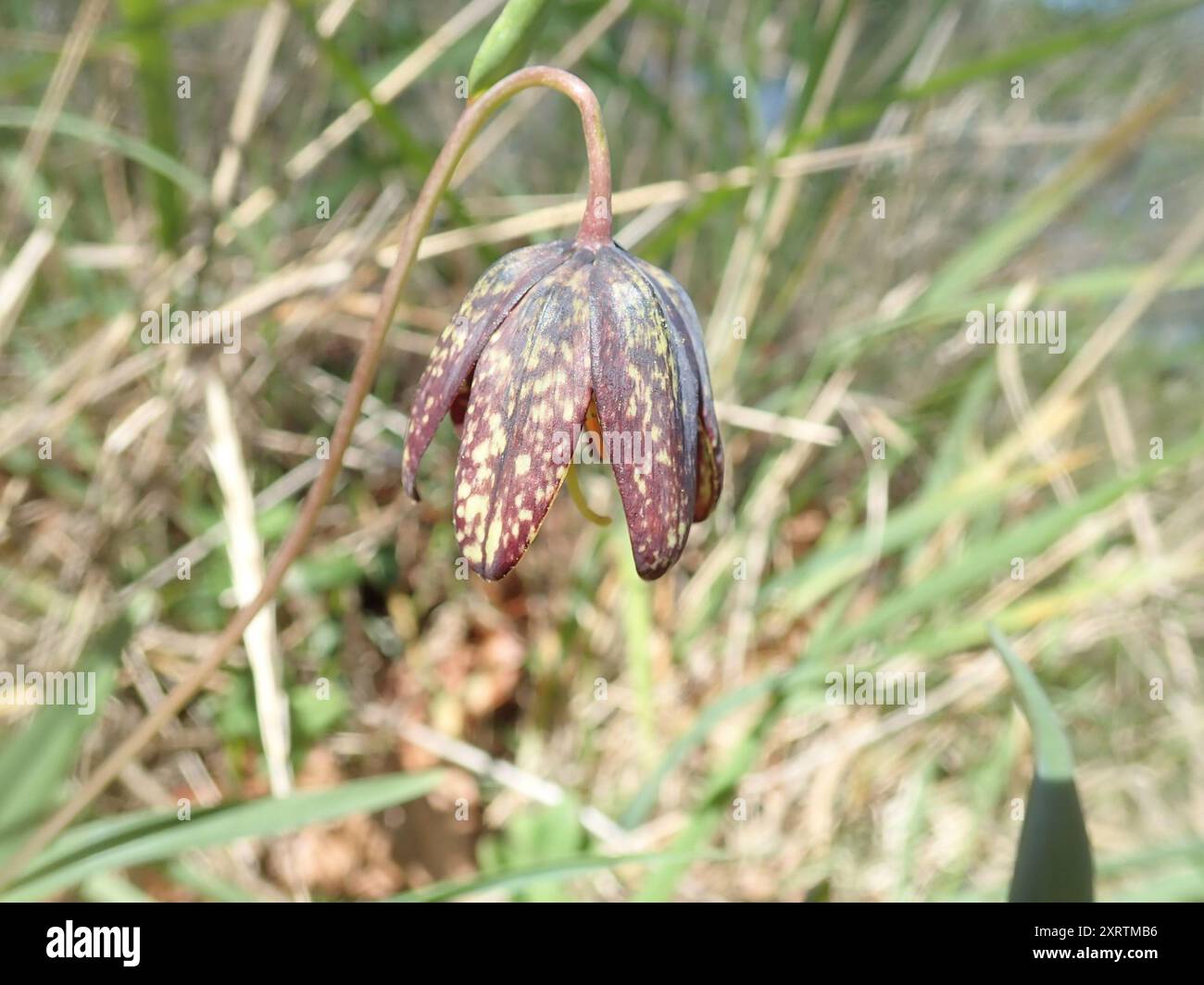checker lily (Fritillaria affinis) Plantae Stock Photo - Alamy