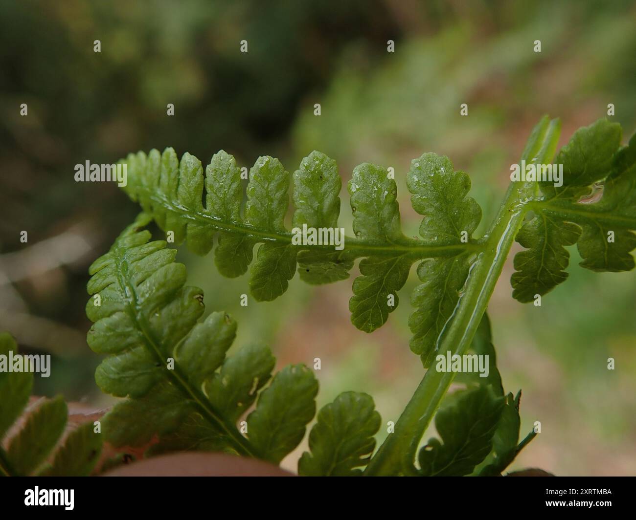lady fern (Athyrium filix-femina) Plantae Stock Photo - Alamy