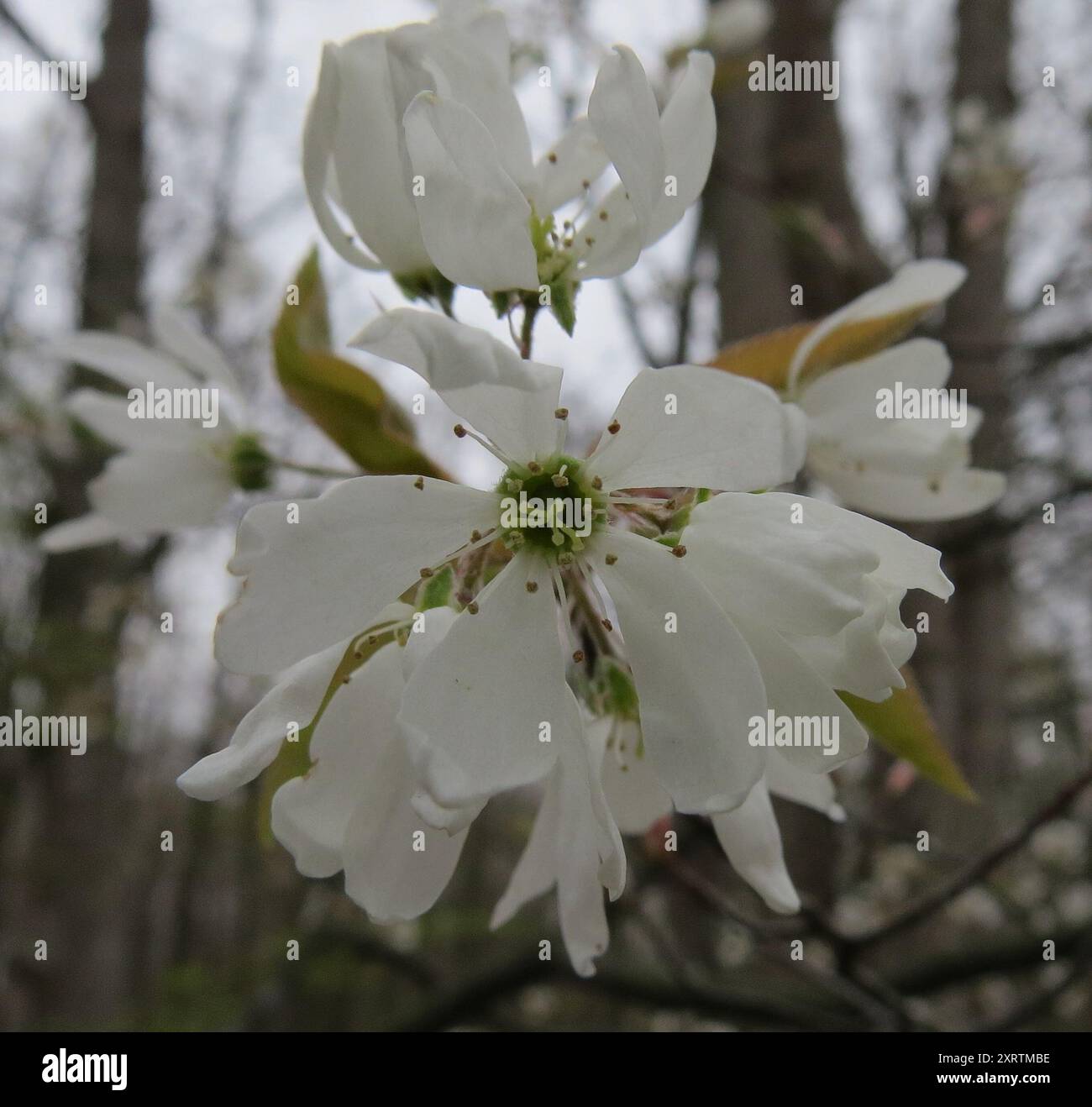 common serviceberry (Amelanchier arborea) Plantae Stock Photo - Alamy