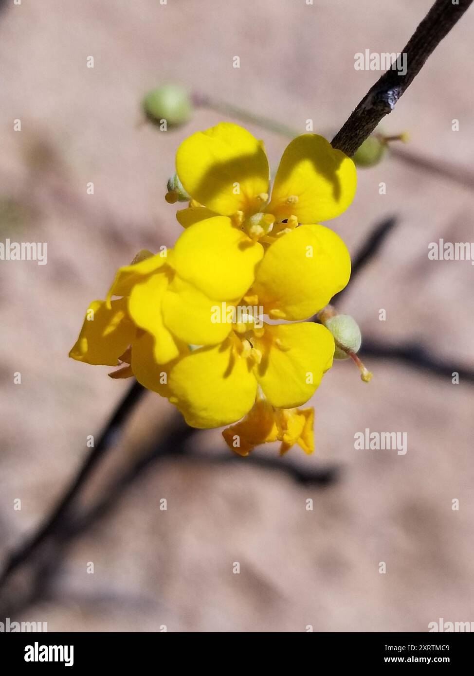 mustard family (Brassicaceae) Plantae Stock Photo - Alamy