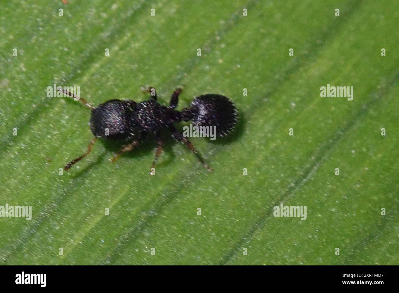 Coastal Sculpted Tree Ant (Cataulacus wissmannii) Insecta Stock Photo ...