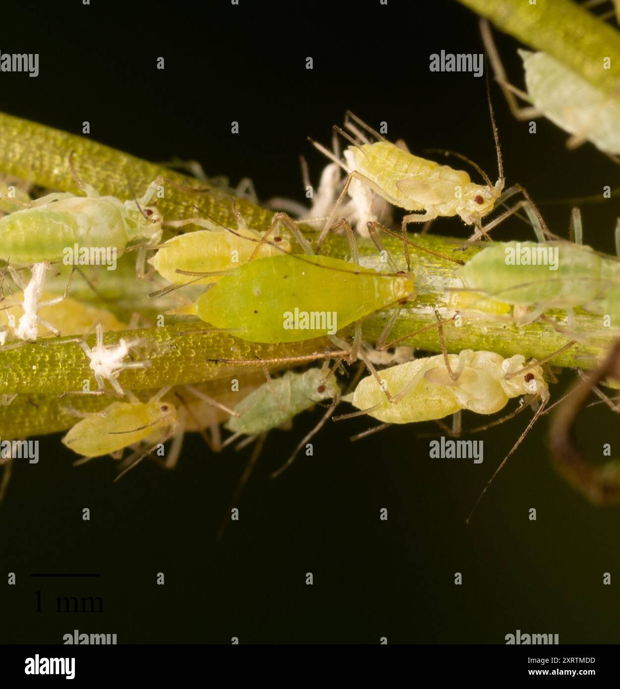 Potato Aphid (Macrosiphum euphorbiae) Insecta Stock Photo - Alamy