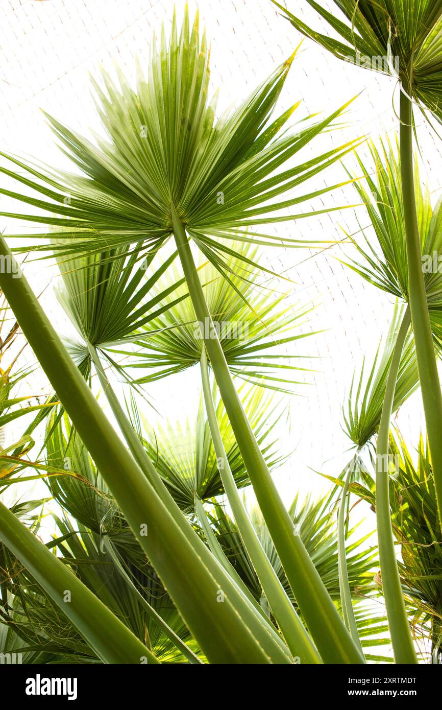A collection of palms under a very old glass roofed palm house in the ...