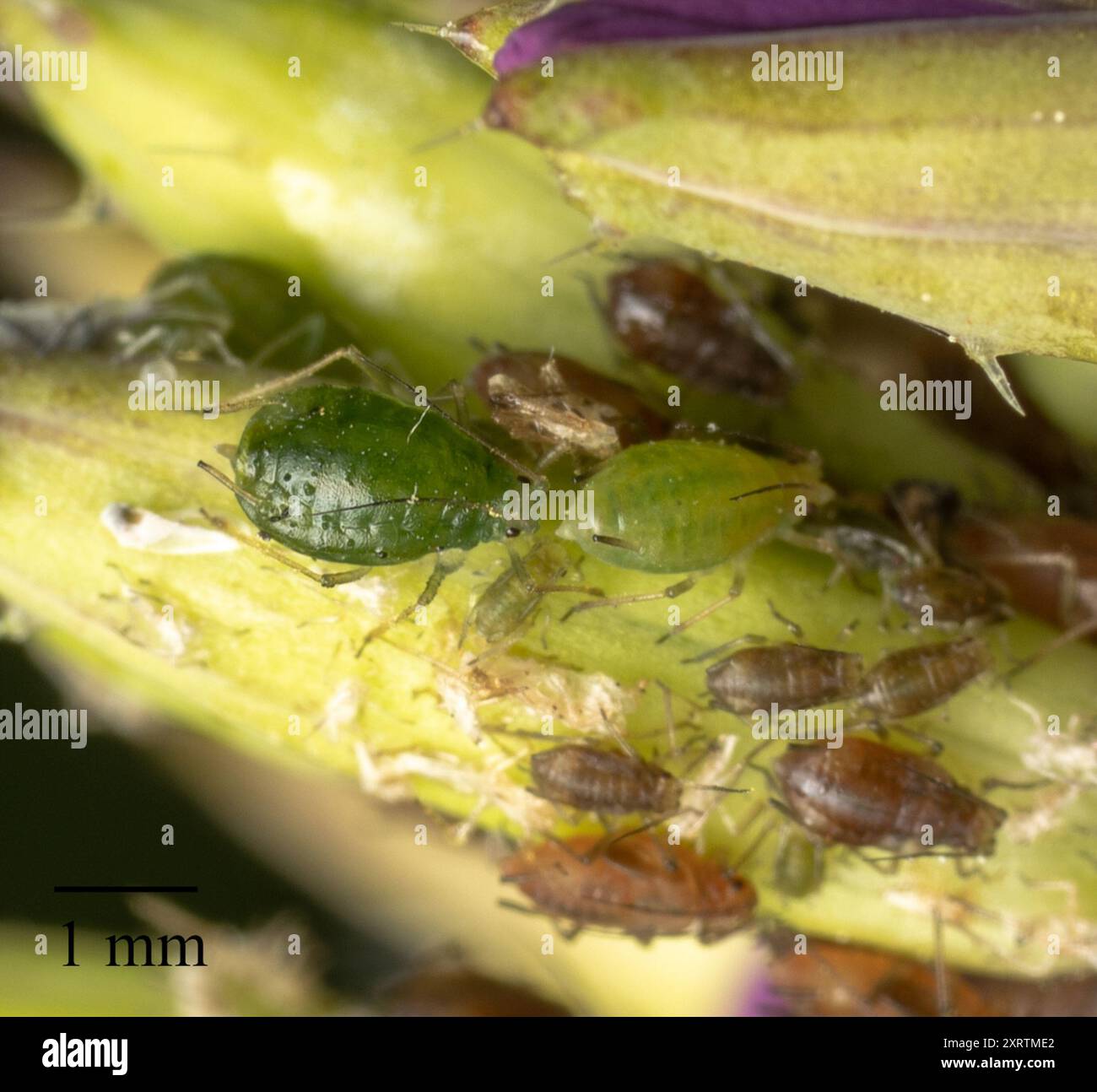 Green Peach Aphid (Myzus persicae) Insecta Stock Photo - Alamy