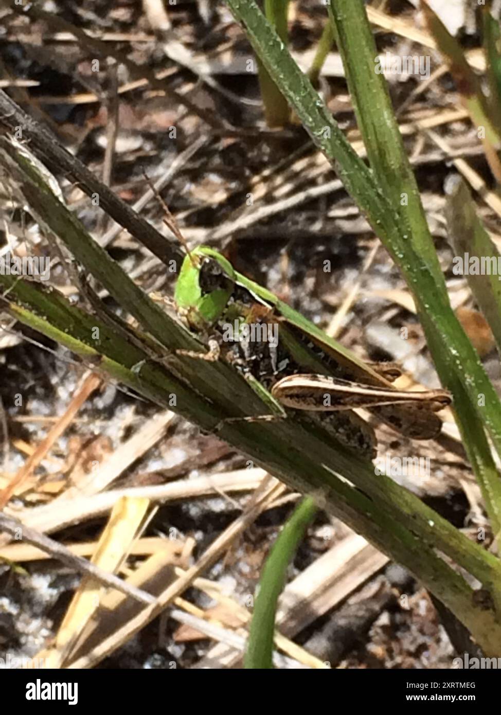 Spotted-winged Grasshopper (Orphulella pelidna) Insecta Stock Photo - Alamy