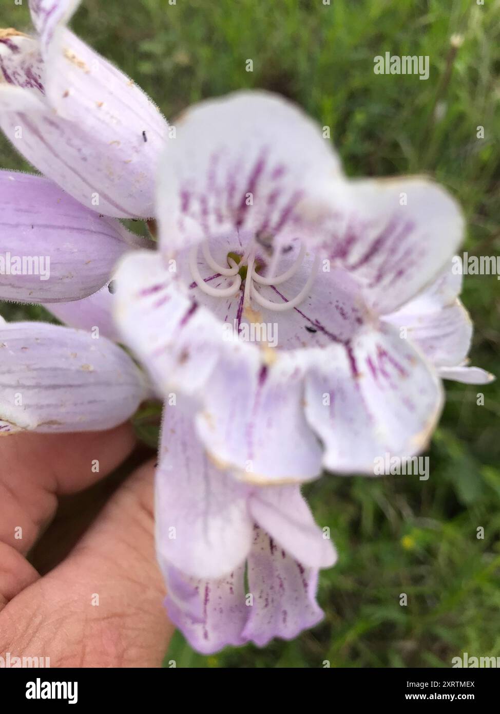 cobaea beardtongue (Penstemon cobaea) Plantae Stock Photo - Alamy