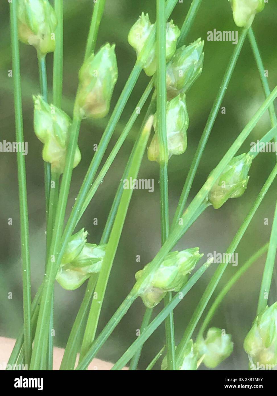 Keeled bulrush (Isolepis carinata) Plantae Stock Photo - Alamy