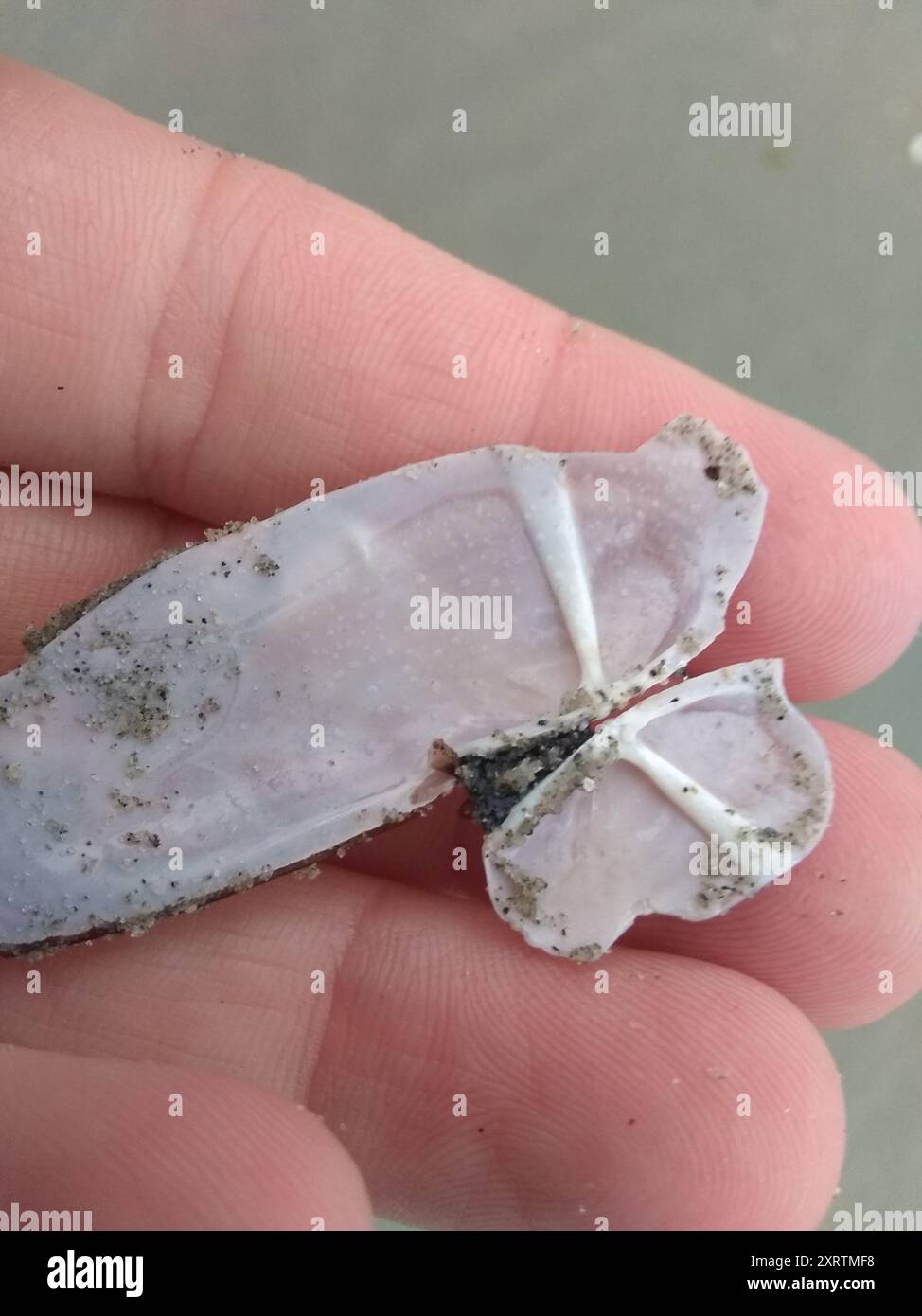 Atlantic Razor (Siliqua costata) Mollusca Stock Photo - Alamy