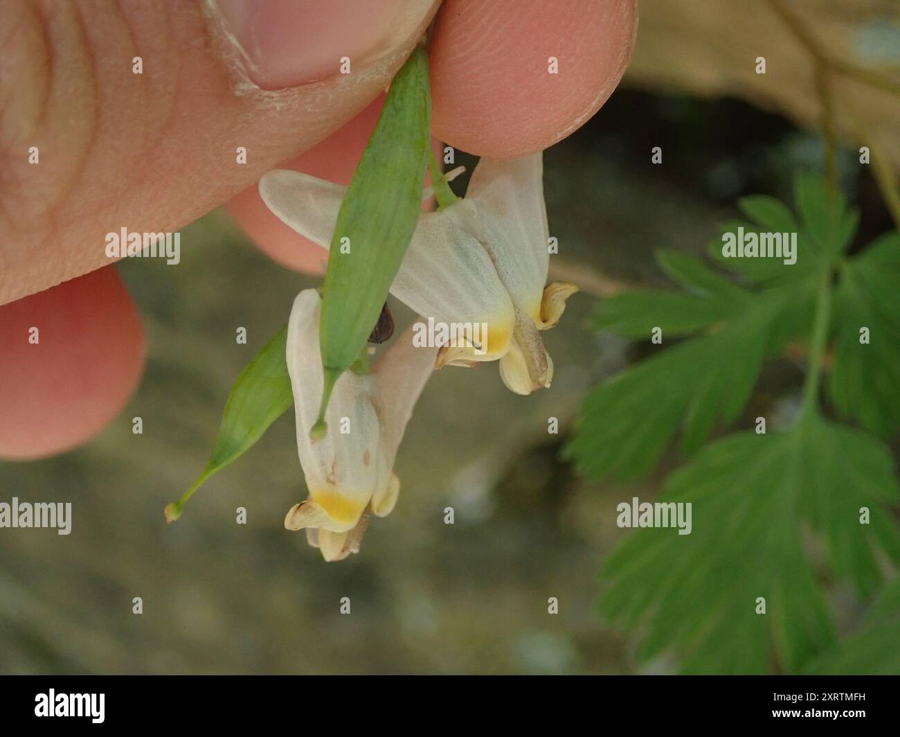 Dutchman's breeches (Dicentra cucullaria) Plantae Stock Photo - Alamy