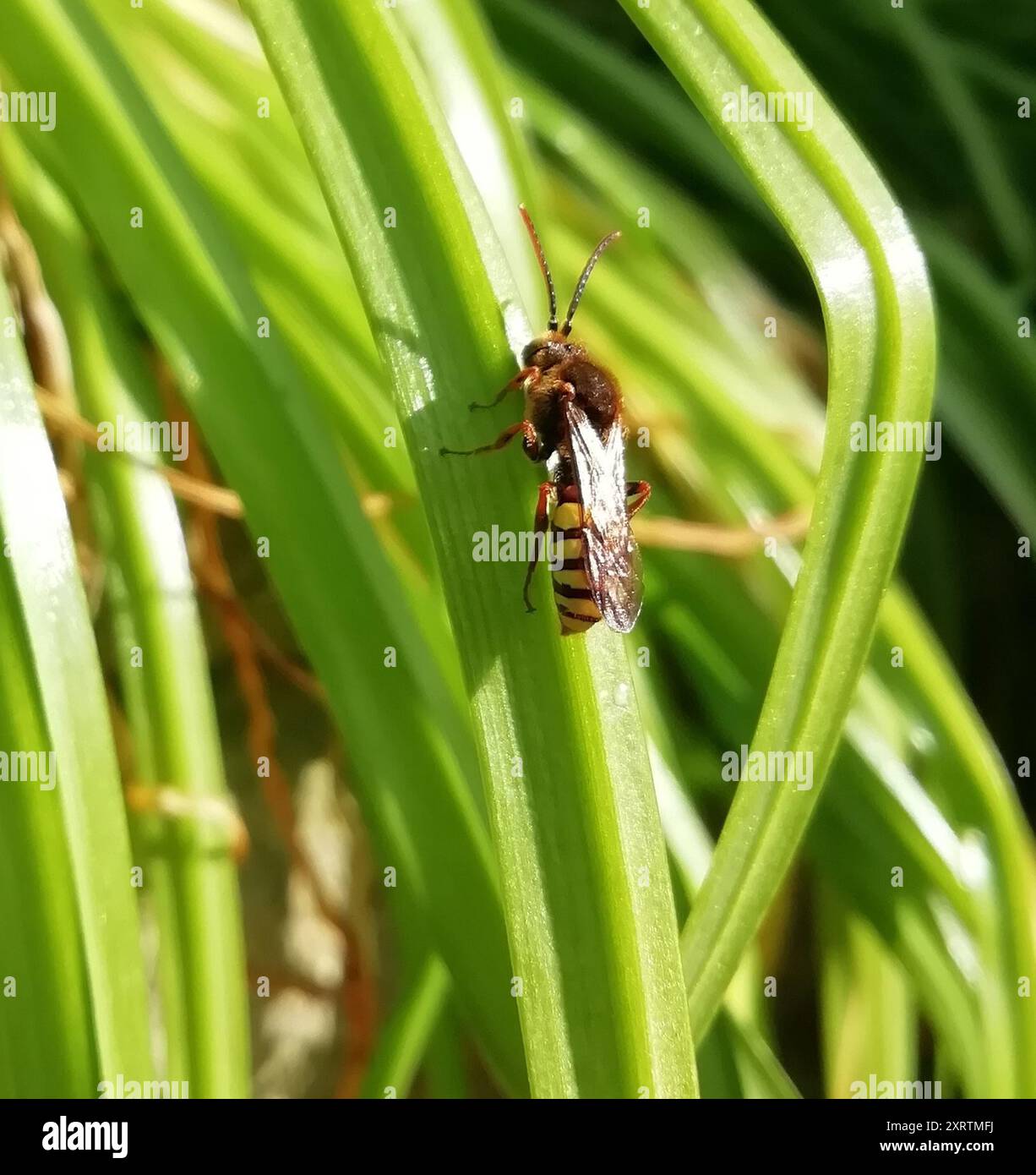 Nomad Bees (Nomada) Insecta Stock Photo - Alamy