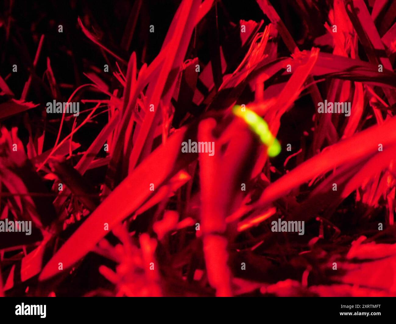 Headlight Beetles (Pyrophorini) Insecta Stock Photo - Alamy