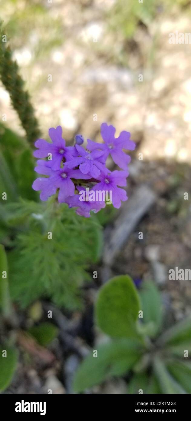 Dakota mock vervain (Glandularia bipinnatifida) Plantae Stock Photo - Alamy