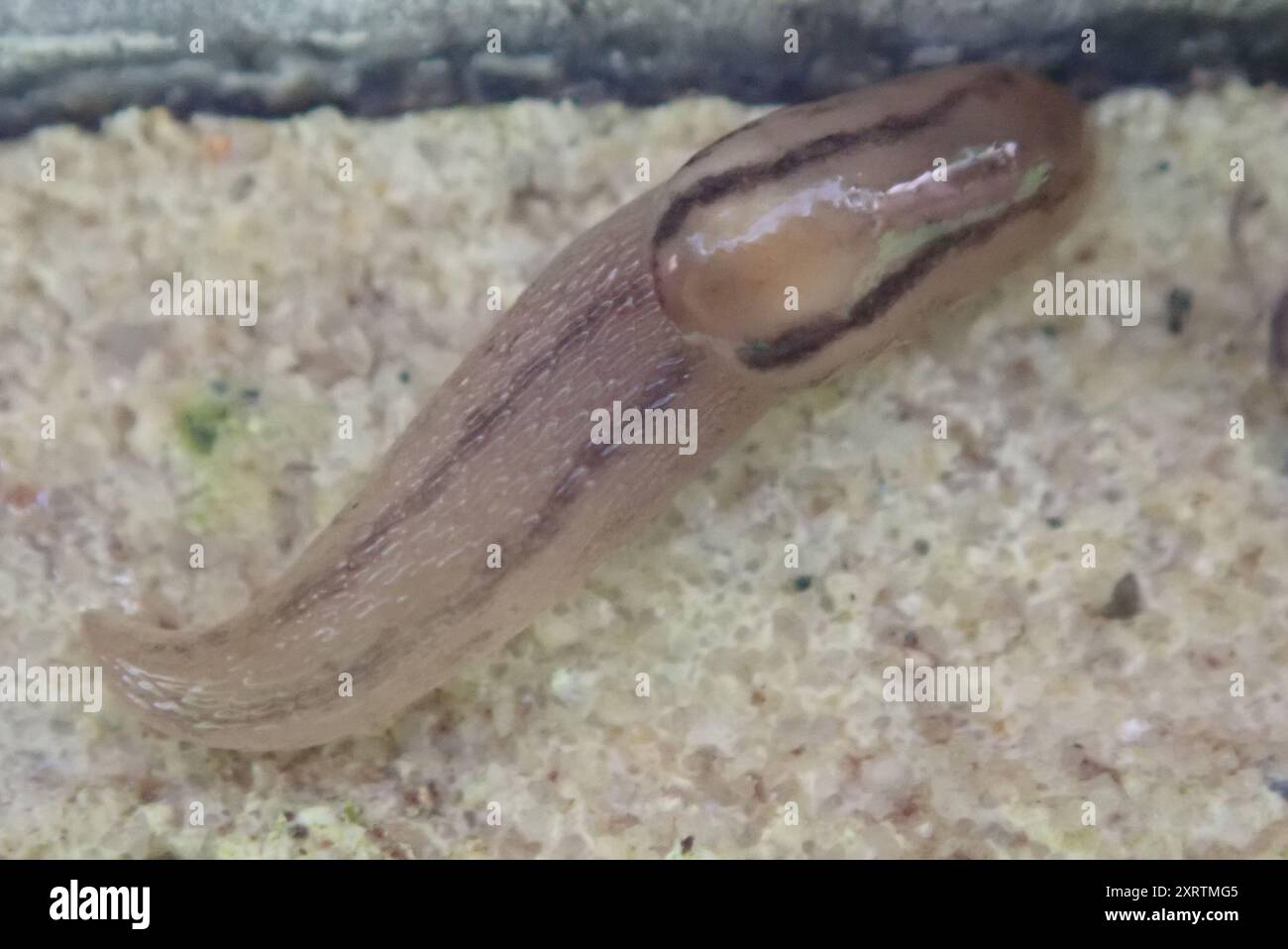 Keelback Slugs (Limacidae) Mollusca Stock Photo - Alamy