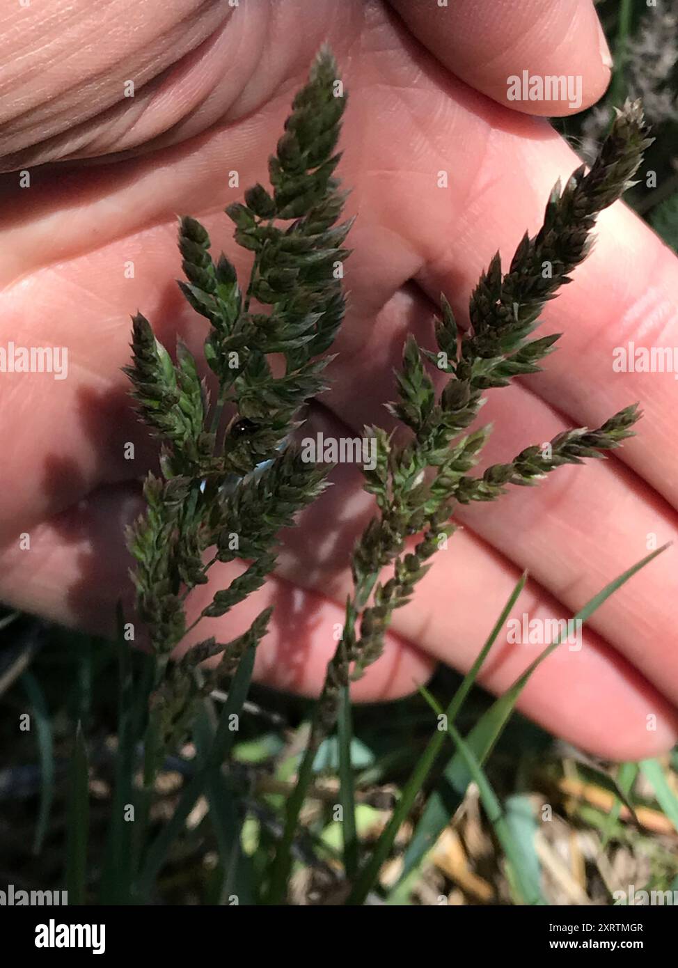 grasses (Poaceae) Plantae Stock Photo - Alamy