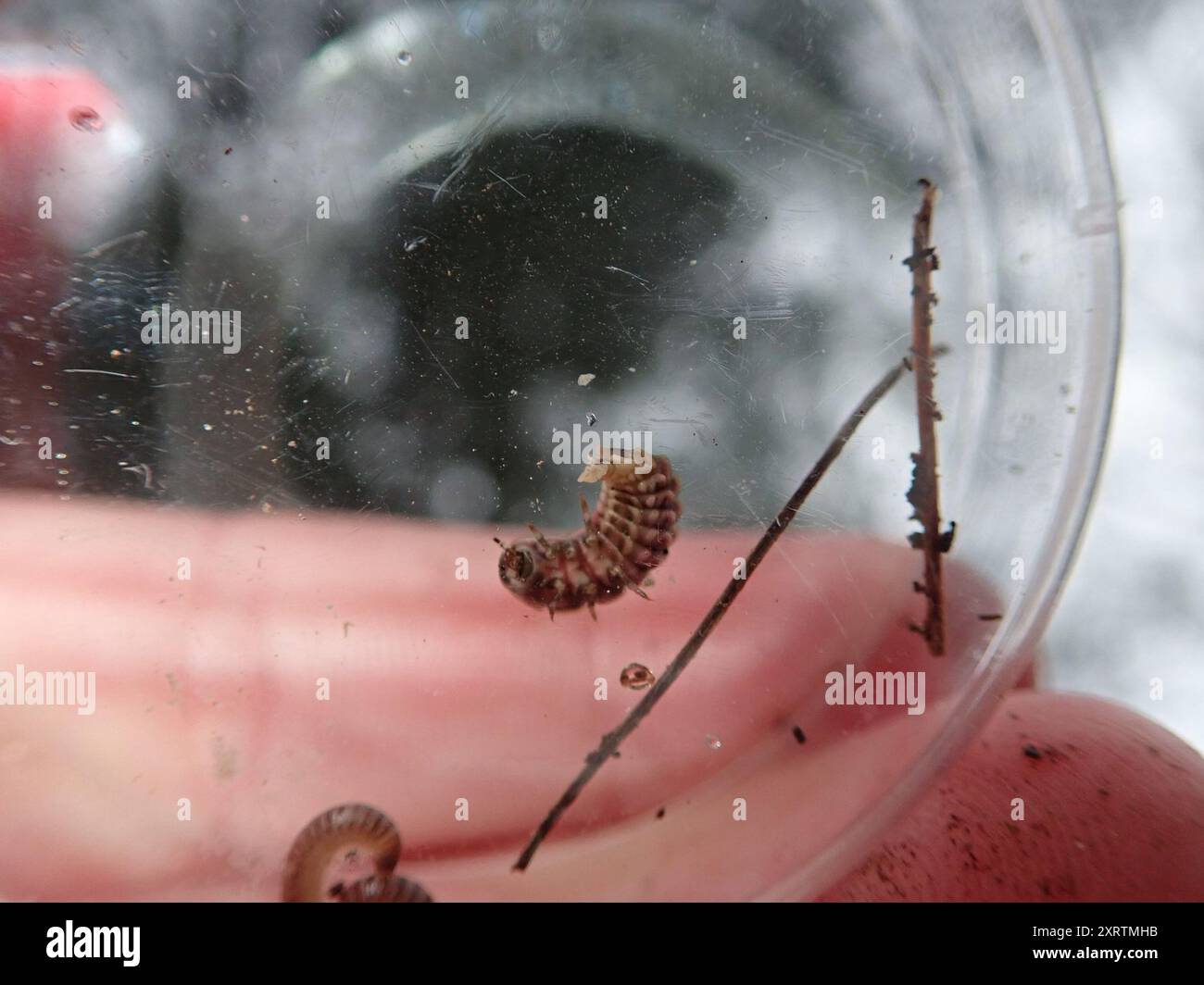 typical fireflies (Lampyrinae) Insecta Stock Photo - Alamy