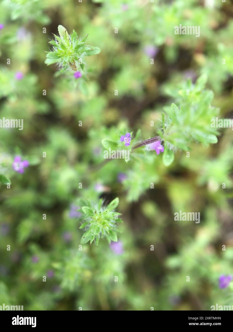thyme-leaved pogogyne (Pogogyne serpylloides) Plantae Stock Photo - Alamy