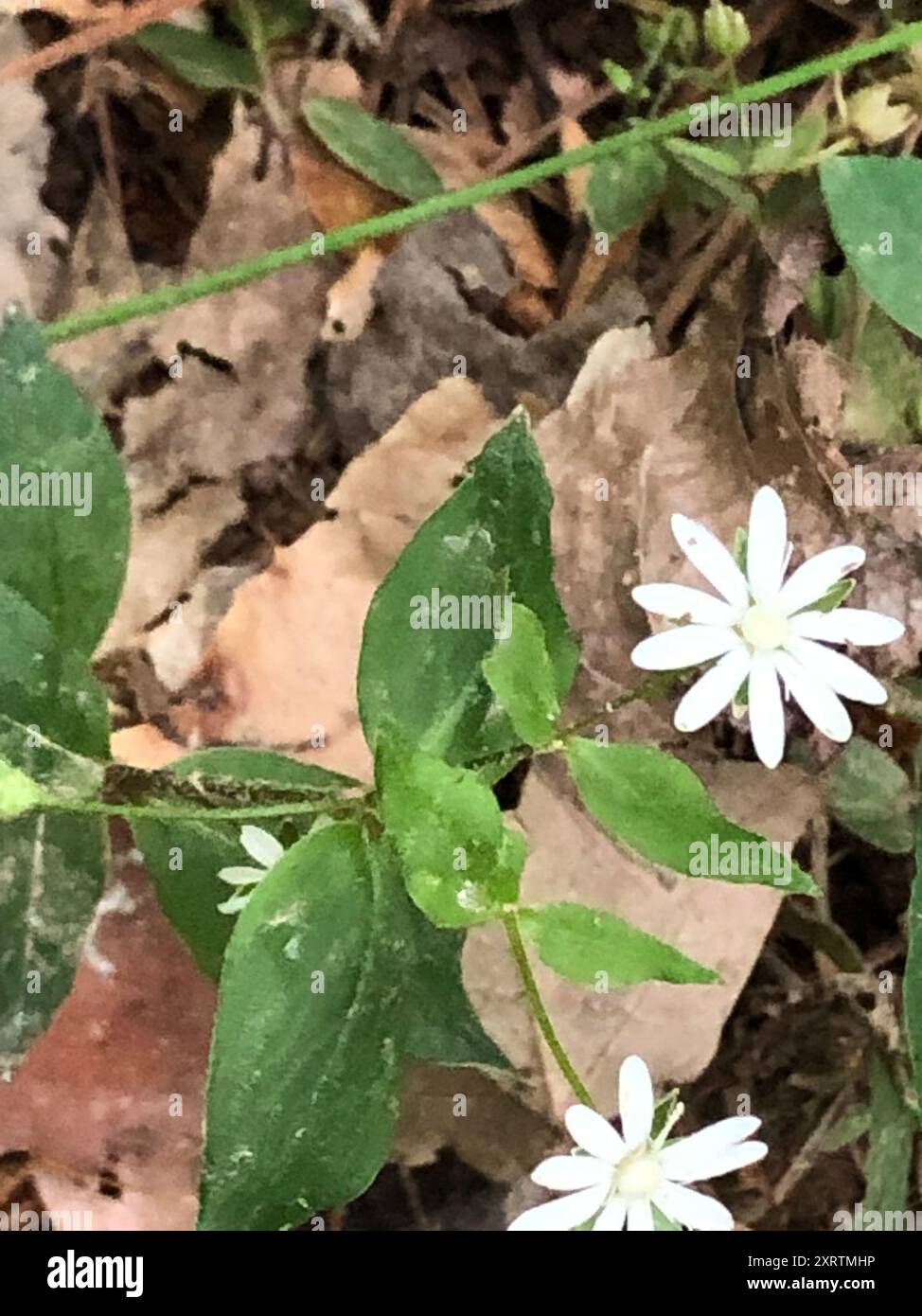 star chickweed (Stellaria pubera) Plantae Stock Photo - Alamy
