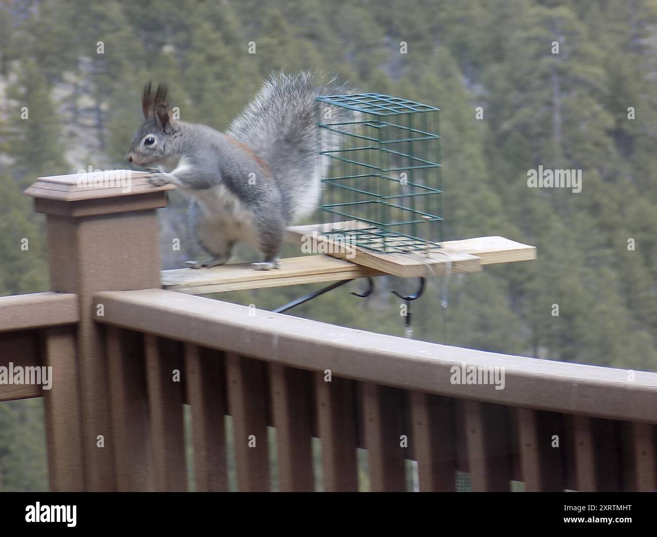 Sciurus aberti aberti hi-res stock photography and images - Alamy
