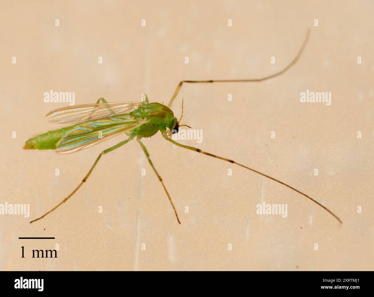 Non-biting Midges (Chironomidae) Insecta Stock Photo - Alamy