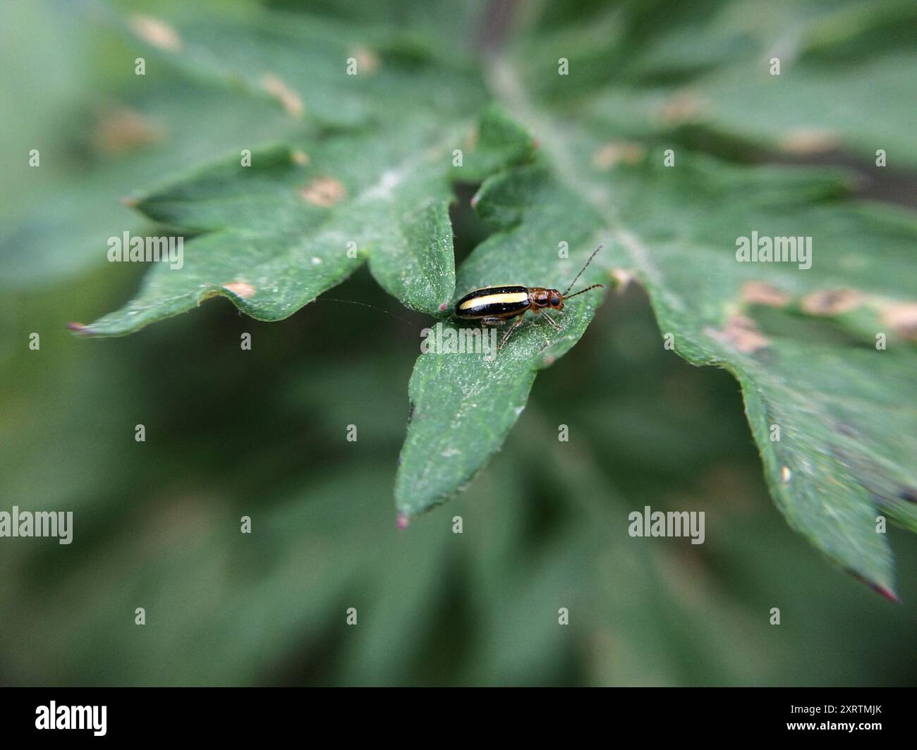 Flea Beetles (Alticini) Insecta Stock Photo - Alamy