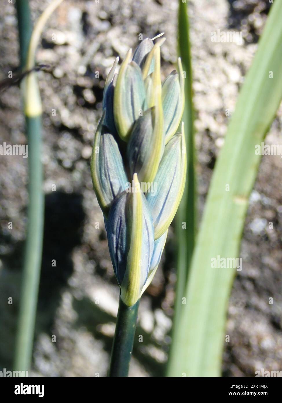 small camas (Camassia quamash) Plantae Stock Photo - Alamy
