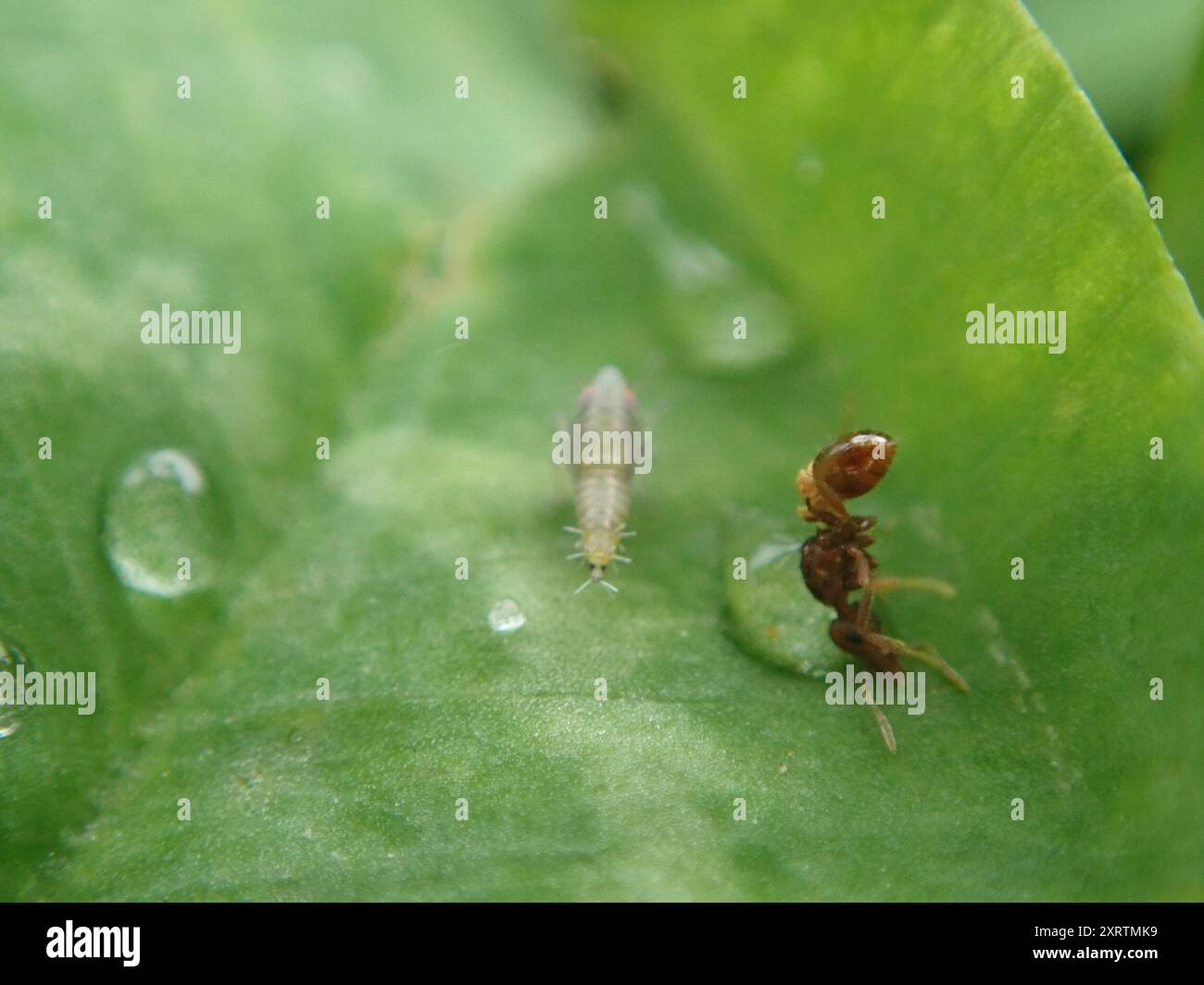 Mustache and Pygmy Snapping Ants (Strumigenys) Insecta Stock Photo - Alamy