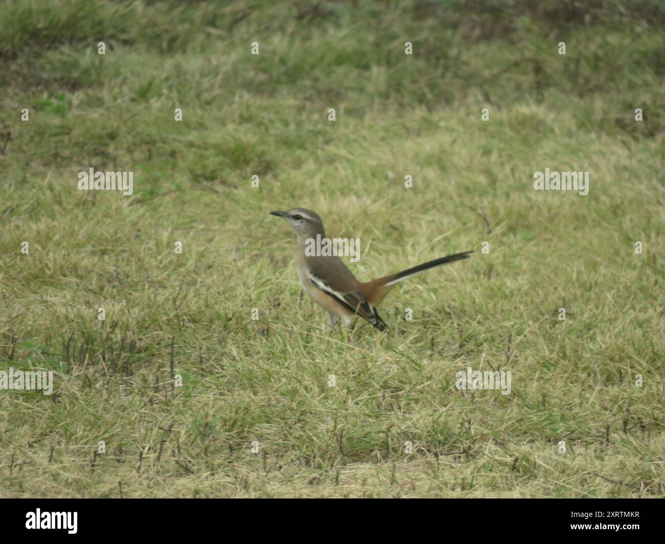 White-banded Mockingbird (Mimus triurus) Aves Stock Photo - Alamy