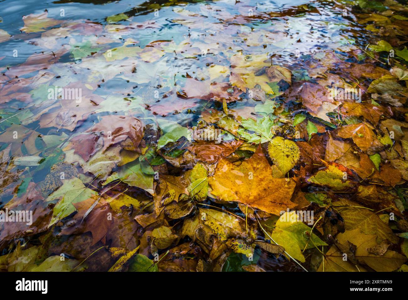 Autumn leaves floating on the surface of a lake Stock Photo - Alamy