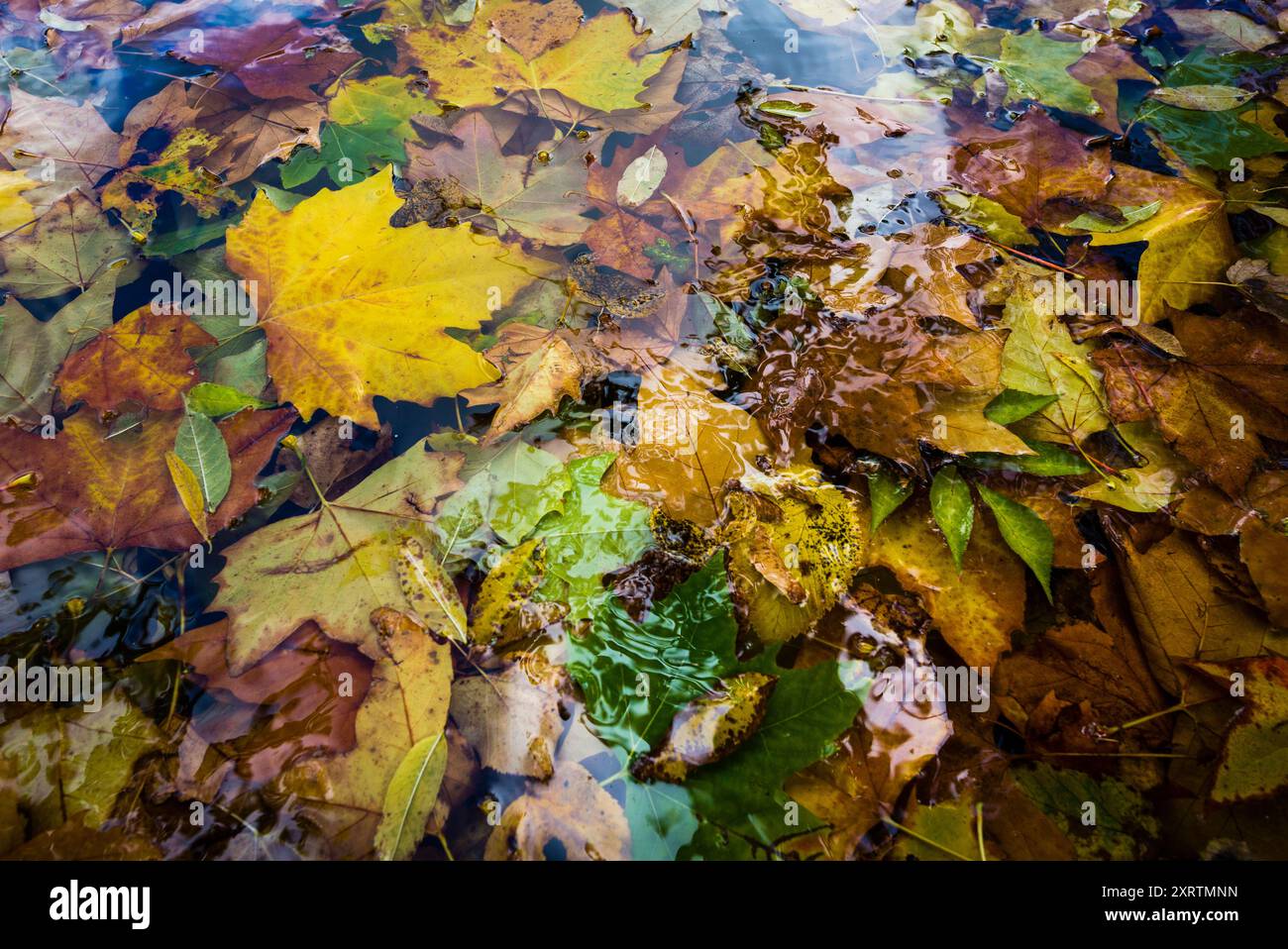 Autumn leaves floating on the surface of a lake Stock Photo - Alamy