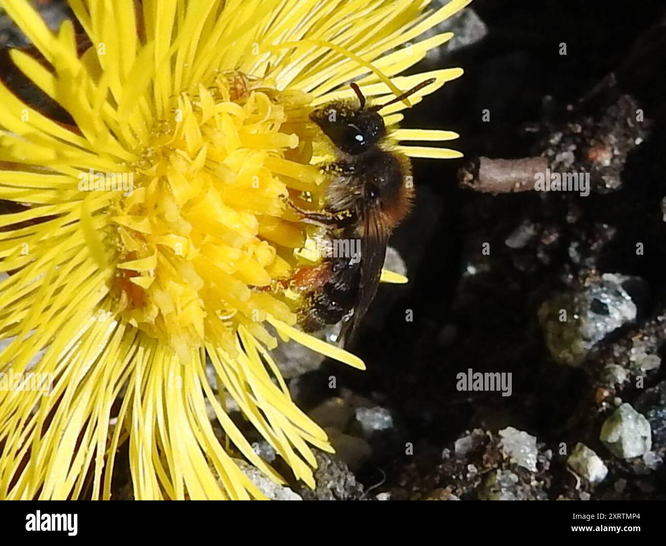 Mining Bees (Andrena) Insecta Stock Photo - Alamy