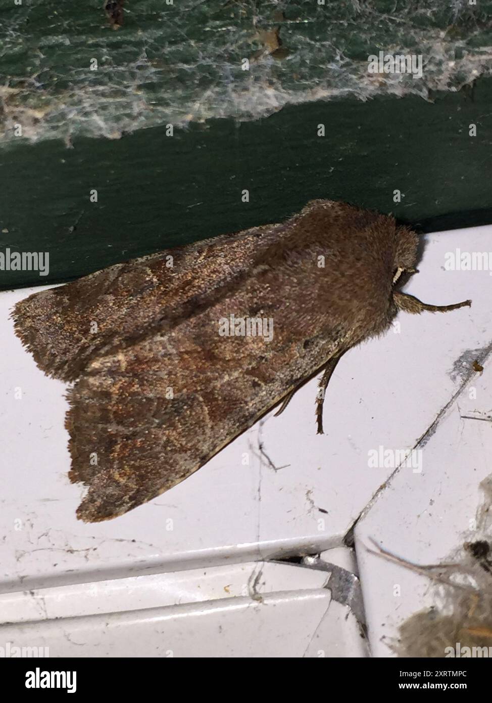 Speckled Green Fruitworm Moth (Orthosia hibisci) Insecta Stock Photo ...