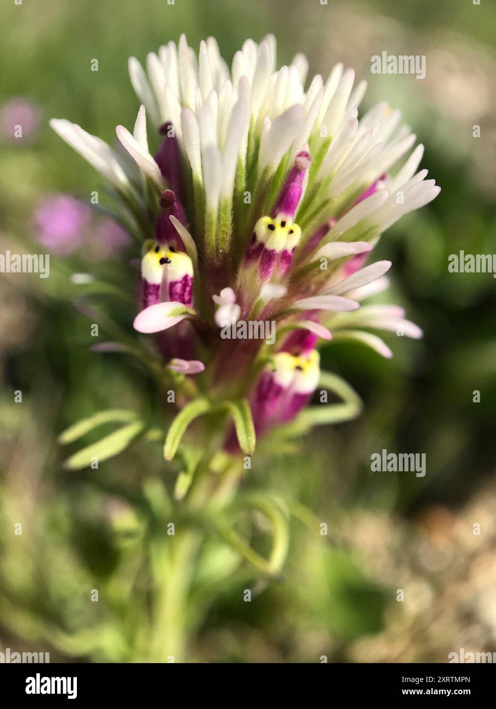 (Castilleja densiflora densiflora) Plantae Stock Photo - Alamy