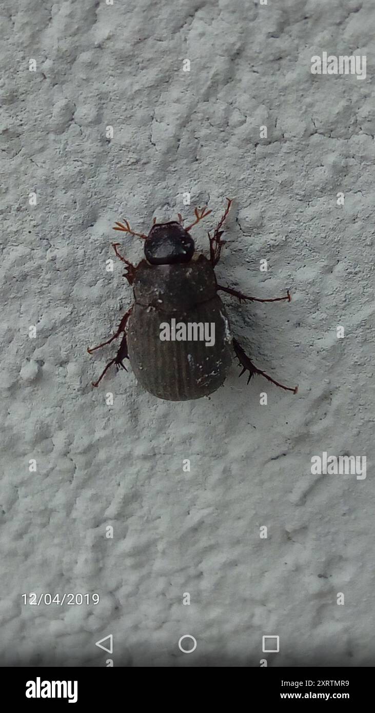 (Maladera holosericea) Insecta Stock Photo - Alamy