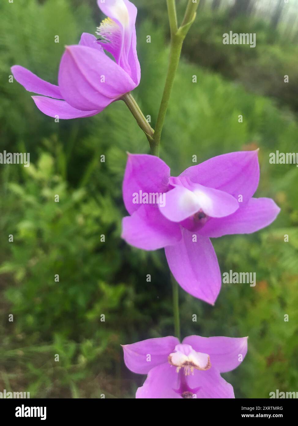 common tuberous grasspink (Calopogon tuberosus tuberosus) Plantae Stock ...