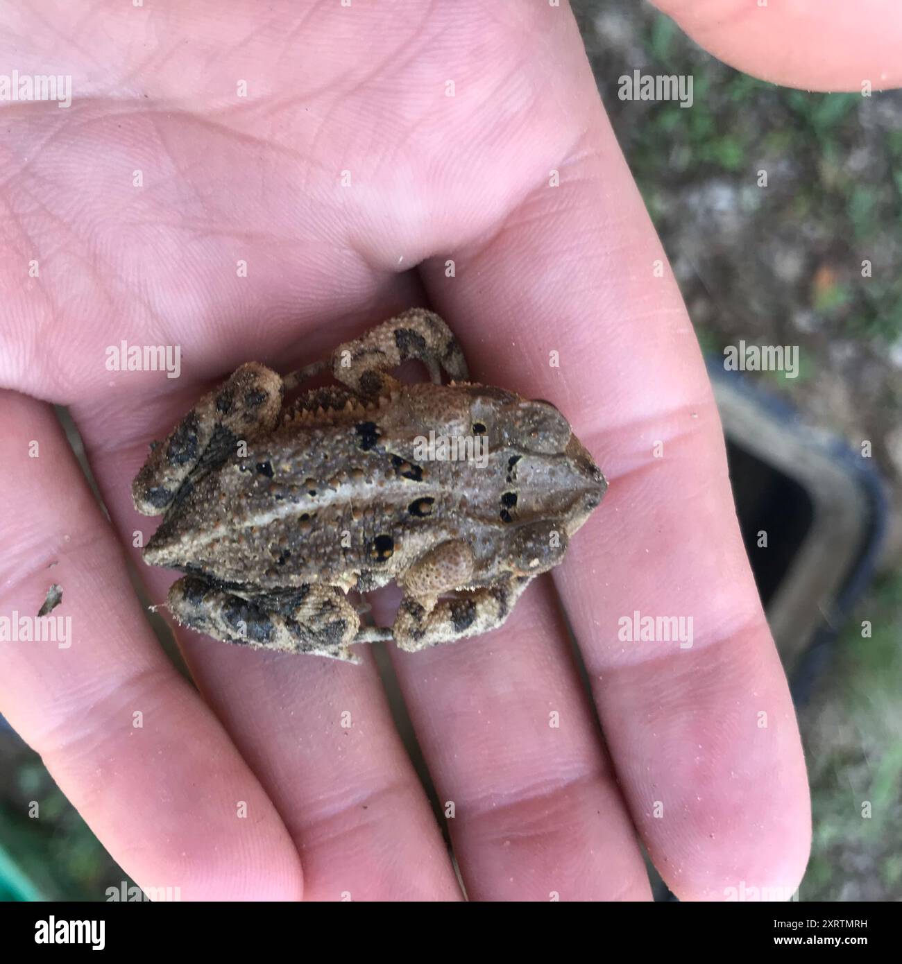 Gulf Coast Toad (Incilius nebulifer) Amphibia Stock Photo - Alamy