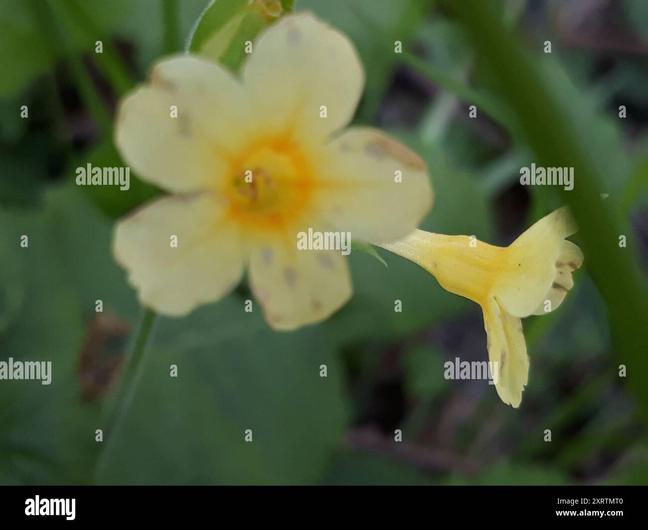 Oxlip (Primula elatior) Plantae Stock Photo - Alamy