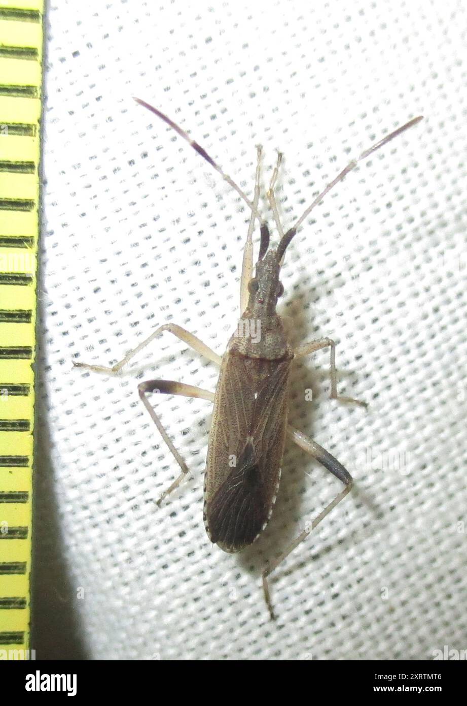 Spurgebugs (Dicranocephalus) Insecta Stock Photo - Alamy