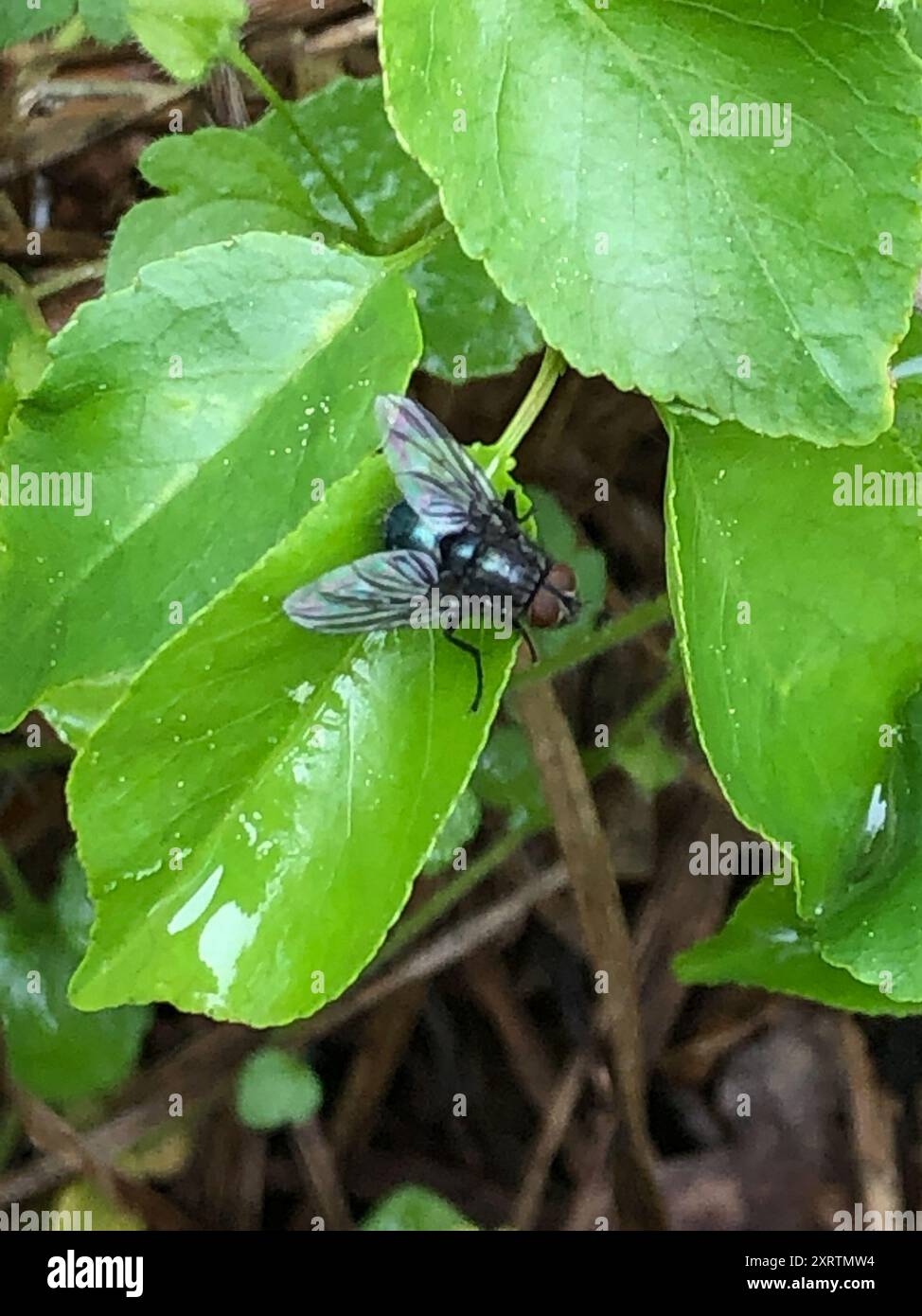 Greenbottle Flies (Lucilia) Insecta Stock Photo - Alamy