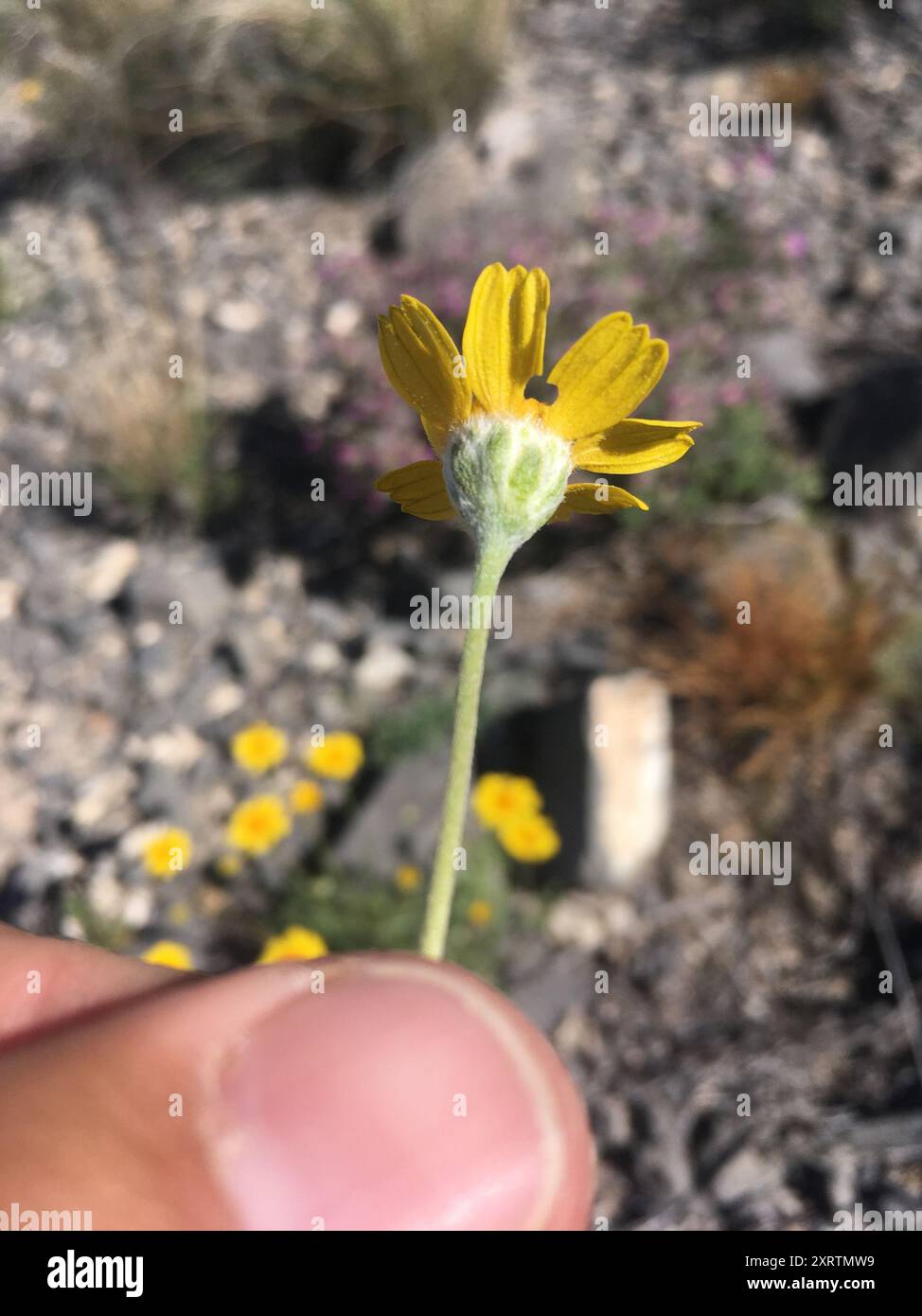 Stemmy Four-nerved Daisy (Tetraneuris scaposa) Plantae Stock Photo - Alamy