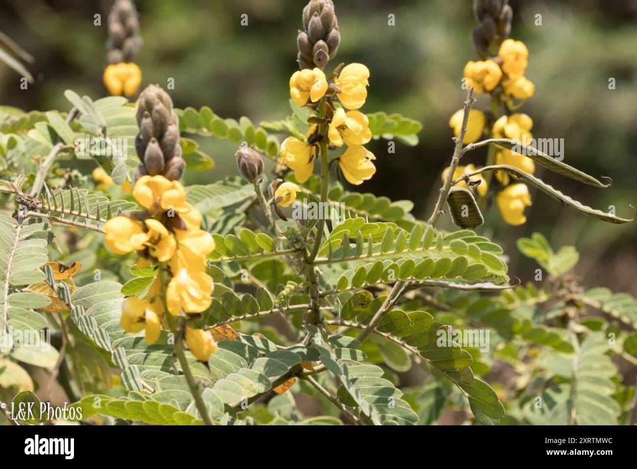 Peanut-Butter Cassia (Senna didymobotrya) Plantae Stock Photo - Alamy
