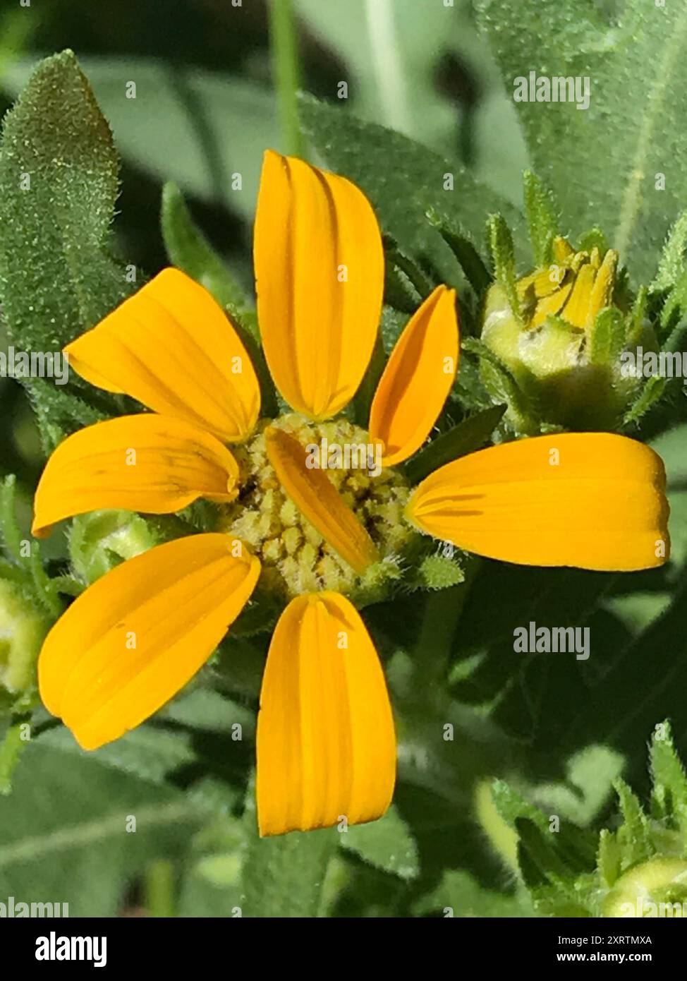 Engelmann daisy (Engelmannia peristenia) Plantae Stock Photo - Alamy