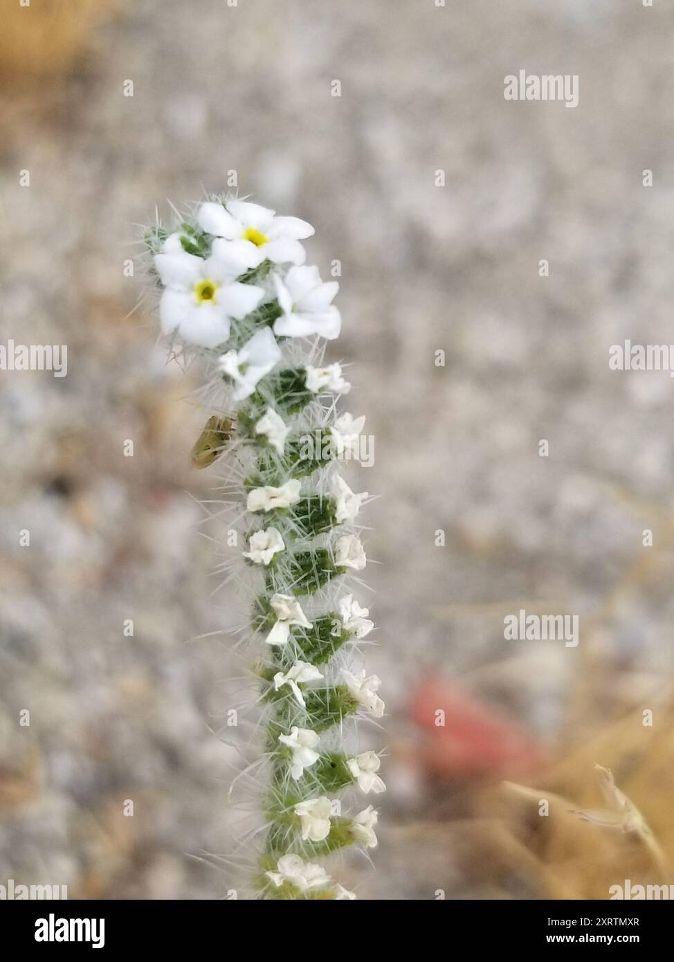 Clearwater cryptantha (Cryptantha intermedia) Plantae Stock Photo - Alamy