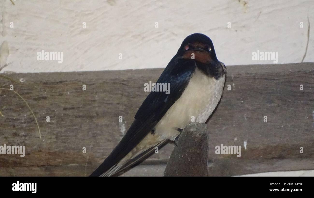 White-bellied Barn Swallow (Hirundo rustica rustica) Aves Stock Photo ...