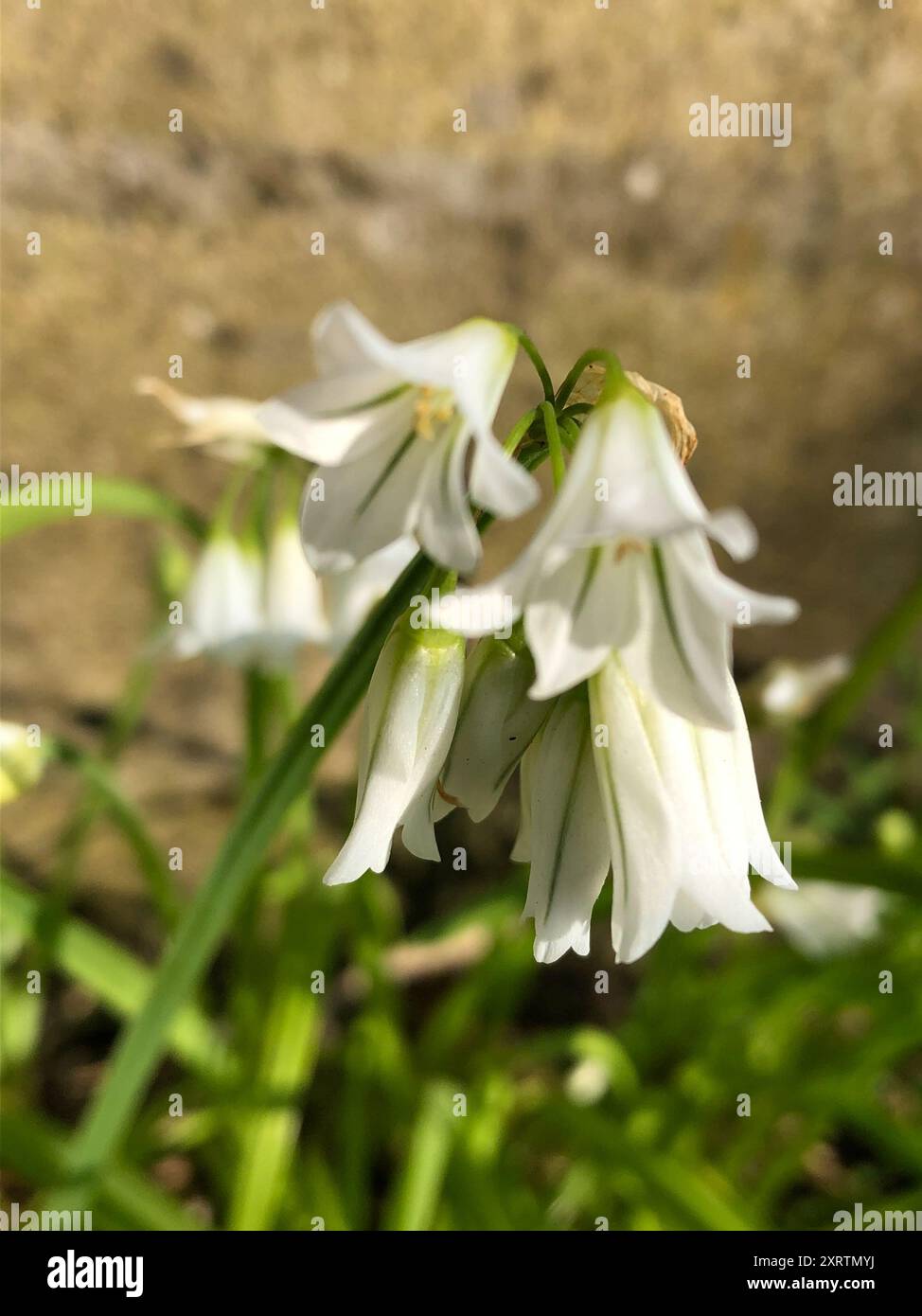 Three-cornered garlic (Allium triquetrum) Plantae Stock Photo - Alamy