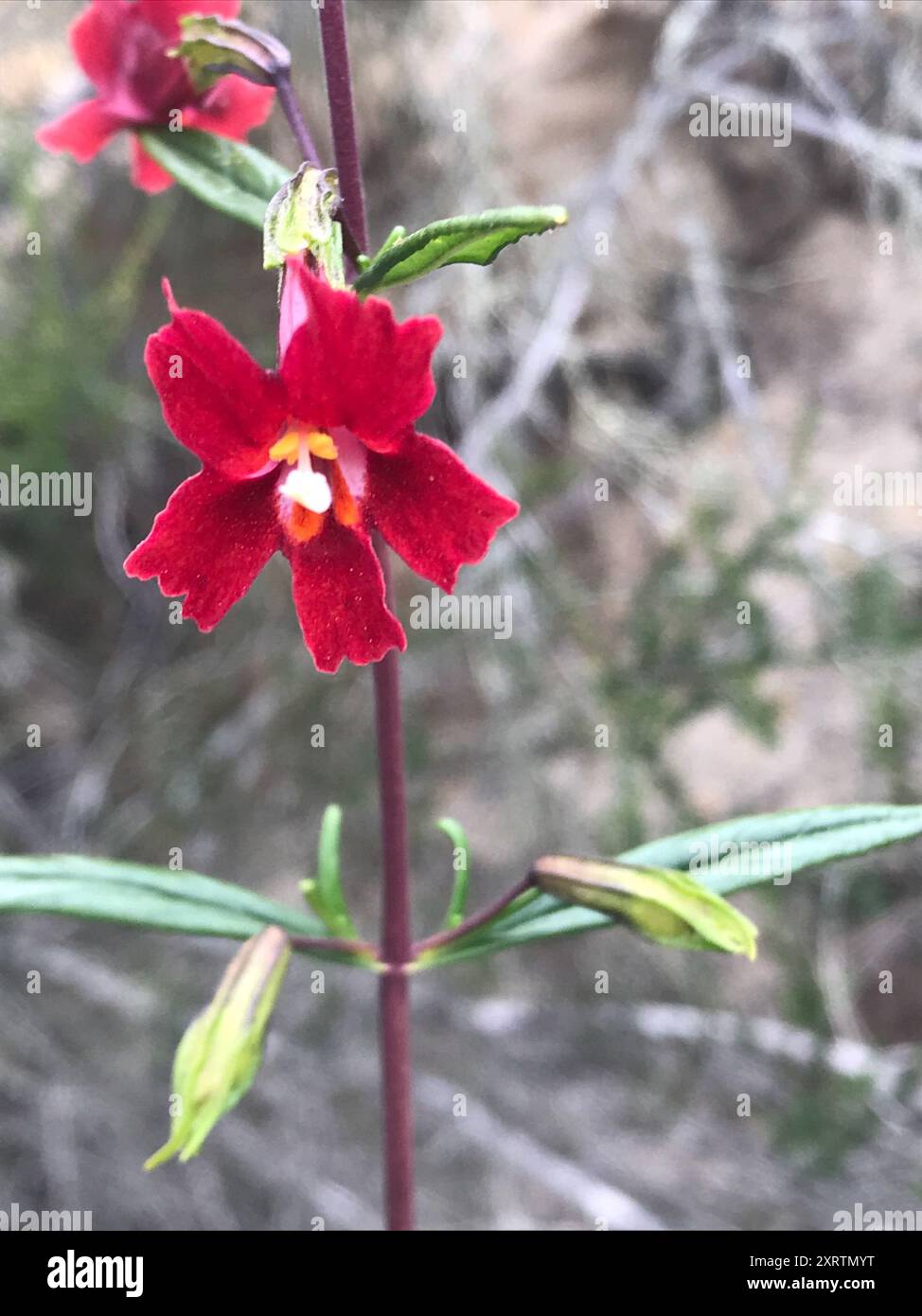 red bush monkeyflower (Diplacus puniceus) Plantae Stock Photo - Alamy
