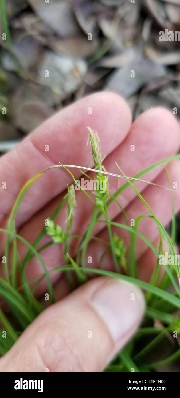 true sedges (Carex) Plantae Stock Photo - Alamy